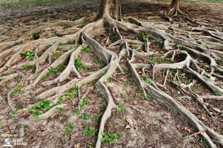 What Is The Root Of Bitterness?